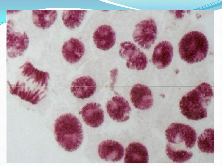 CITOGENTICA CITOGENTICA Estuda os cromossomos sua estrutura composio