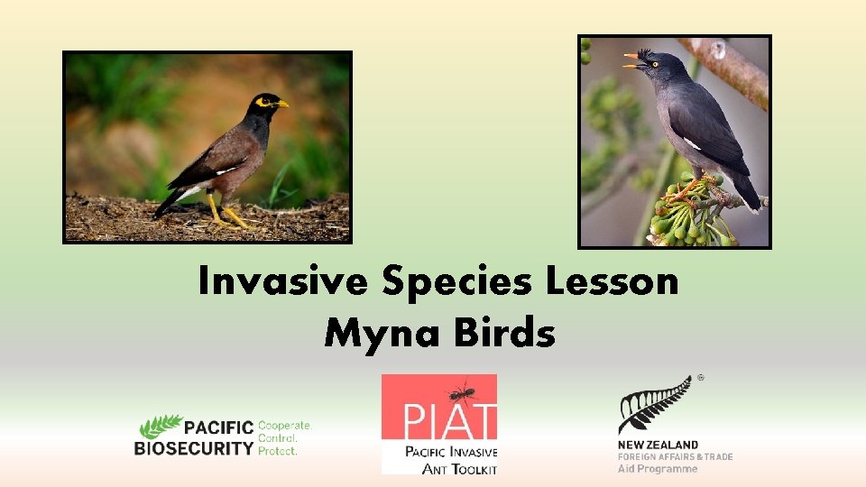 Invasive Species Lesson Myna Birds What are we