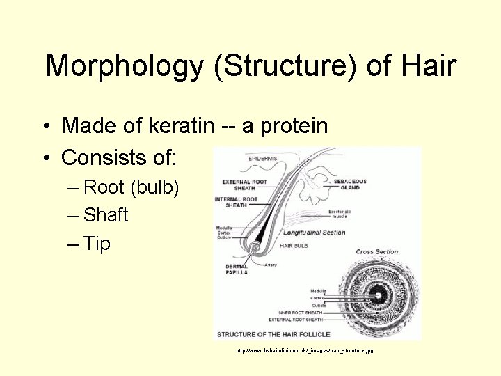 Hair Evidence Hairs as physical evidence Valuable because