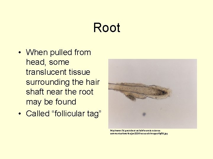 Hair Evidence Hairs as physical evidence Valuable because