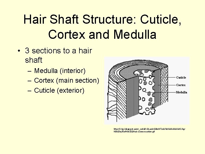 Hair Evidence Hairs as physical evidence Valuable because