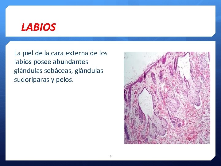 SISTEMA DIGESTIVO DR JORGE FUNES SISTEMA DIGESTIVO El