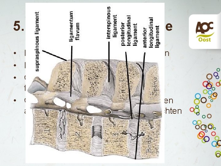 Rug aandoeningen Inhoud Anatomie wervelkolom Wobbler syndroom Hernia