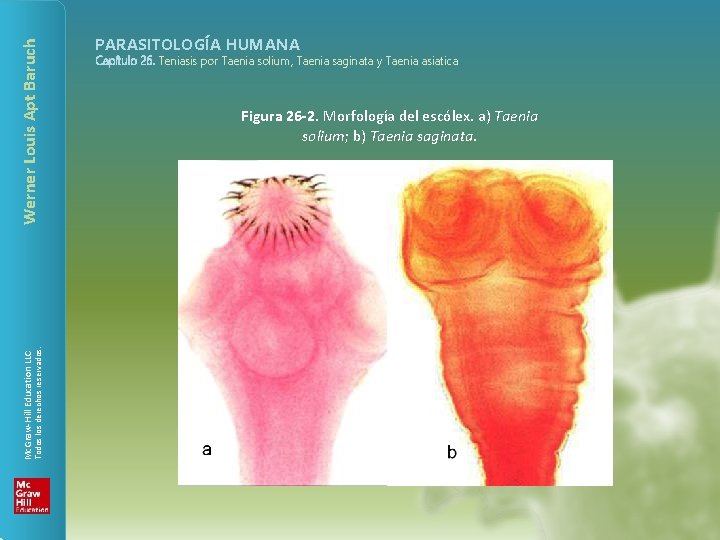 PARASITOLOGA HUMANA Captulo 26 Teniasis por Taenia solium