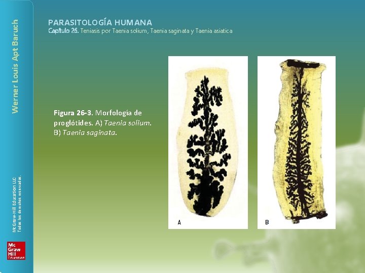 PARASITOLOGA HUMANA Captulo 26 Teniasis por Taenia solium