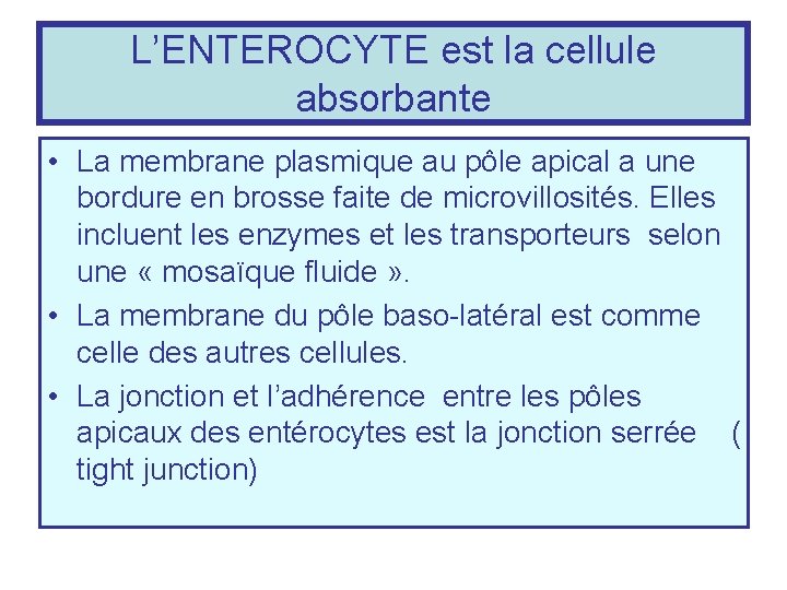 PHYSIOLOGIE DU GRELE Le grle constitue une interface