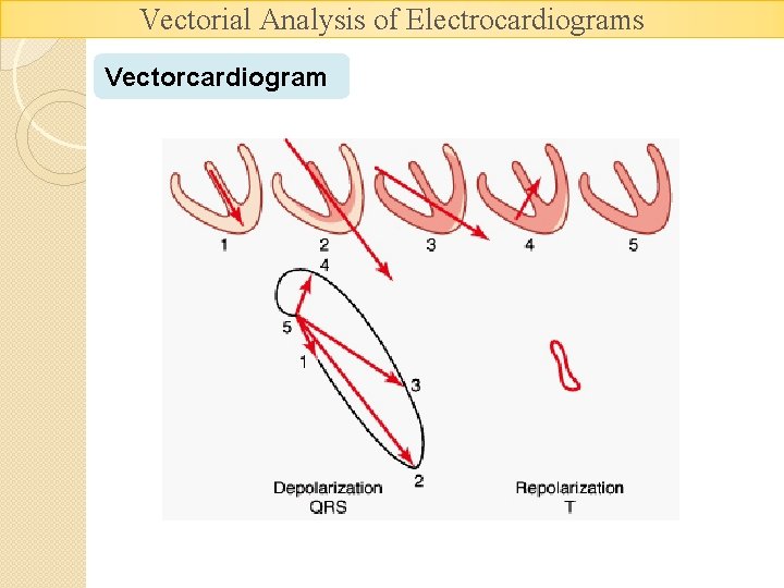 Session 6 Vectorial Analysis of Electrocardiograms Guyton 2011