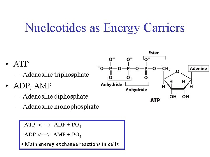 8 Nucleotides and Nucleic Acids Chapter 8 Lehninger