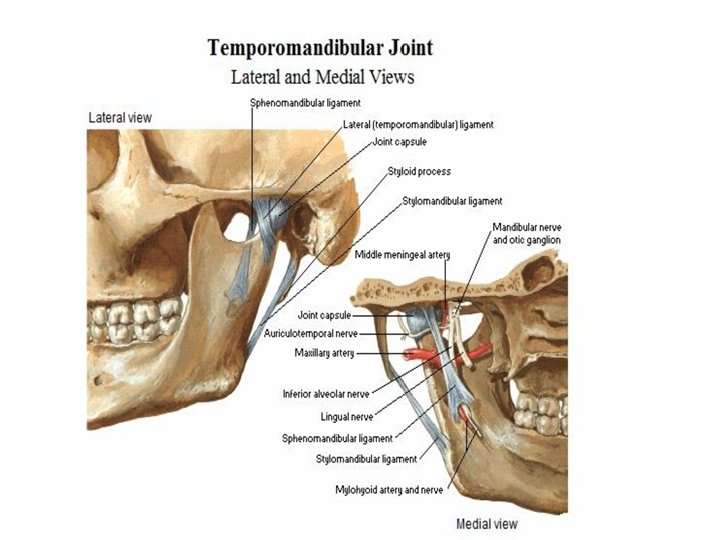 THE MANDIBLE OSTEOLOGY DR MUHAMMAD MUSTAFA DPT KMU