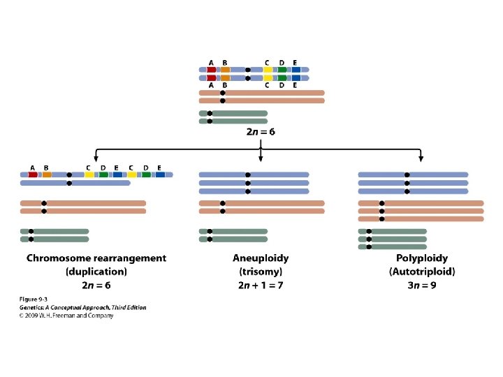 Chapter 9 Outline 9 1 Chromosome Mutations Include