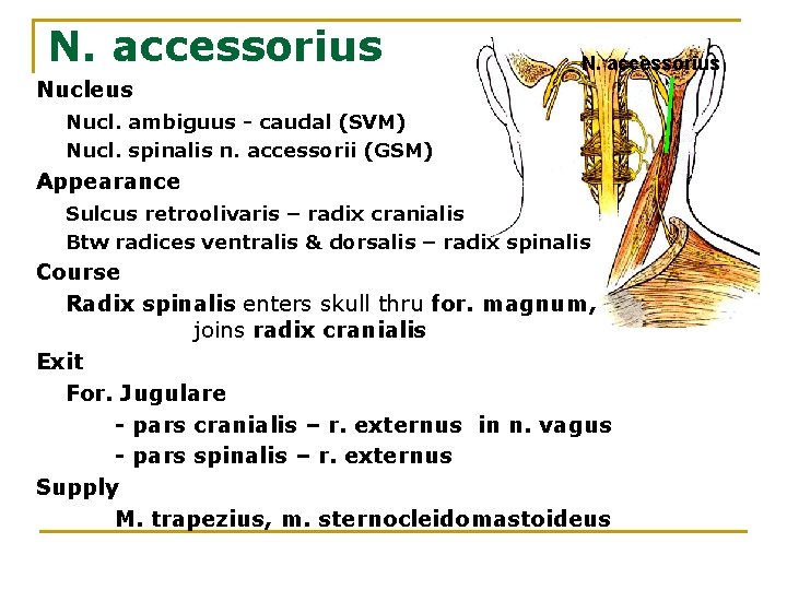 Cranial nerves Assoc prof Stefan Sivkov MD Ph