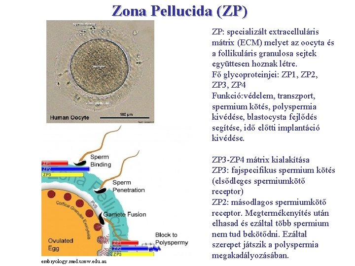 Ivarsejtek megtermkenyts barzdlds Dr Puskr Zita FOK I