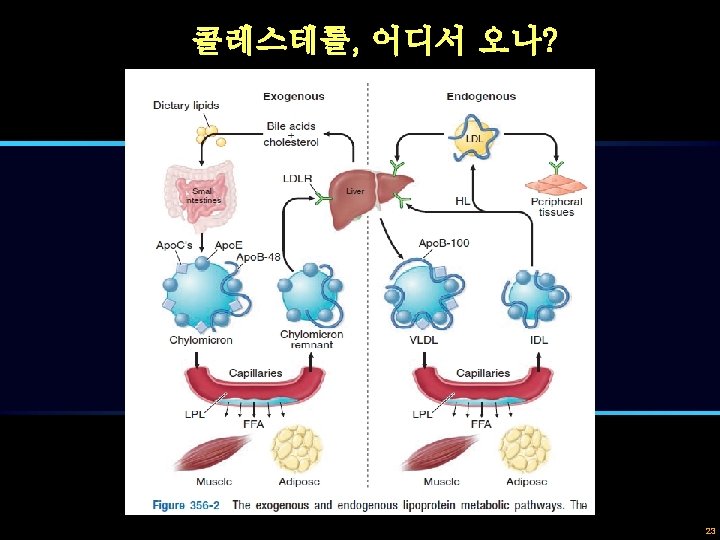 Frederickson Classification of Hyperlipoproteinemia Phenotype I IIa IIb