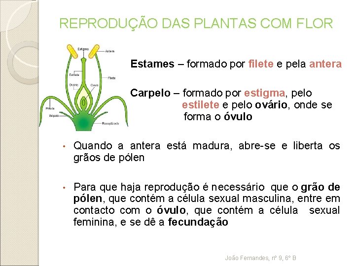 A REPRODUO DAS PLANTAS Joo Fernandes n 9