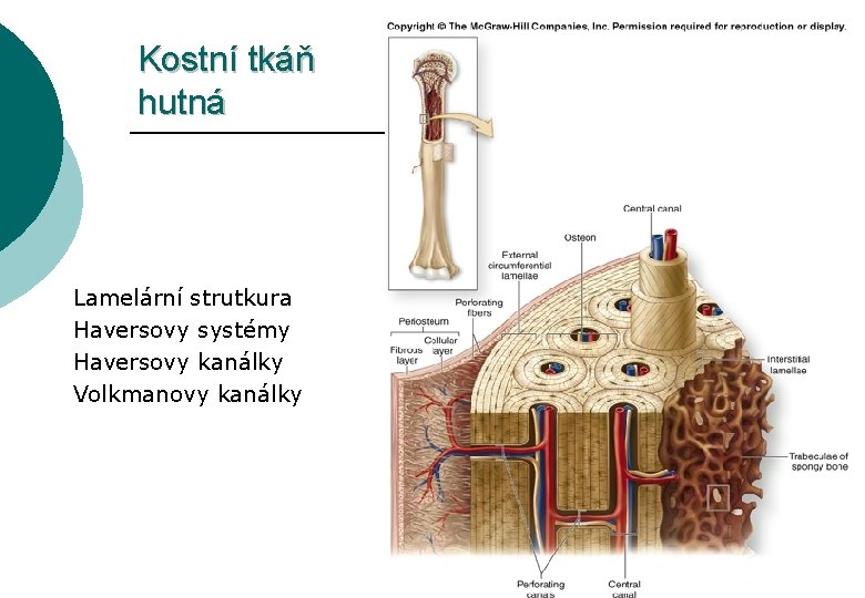 BIOLOGIE LOVKA Oprn a pohybov soustava TKN 1