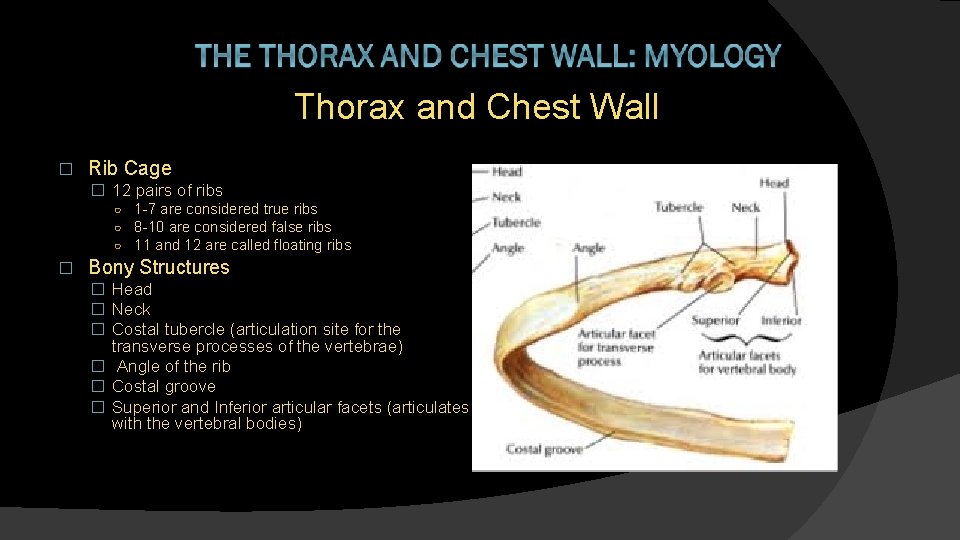 KINESIOLOGY AND BIOMECHANICS PHTH 7412 Riley Davis SPT