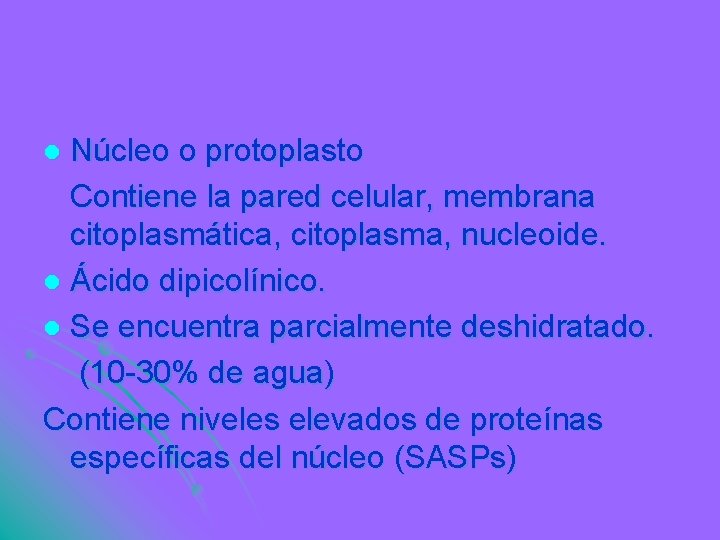 ESTRUCTURA BACTERIANA M V ANDREA MUOZ DE MRIDA