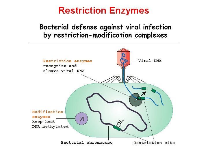 Restriction Enzyme Digest October 8 2015 Restriction Enzymes