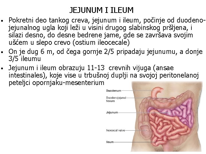 TANKO I DEBELO CREVO Prof dr sci med