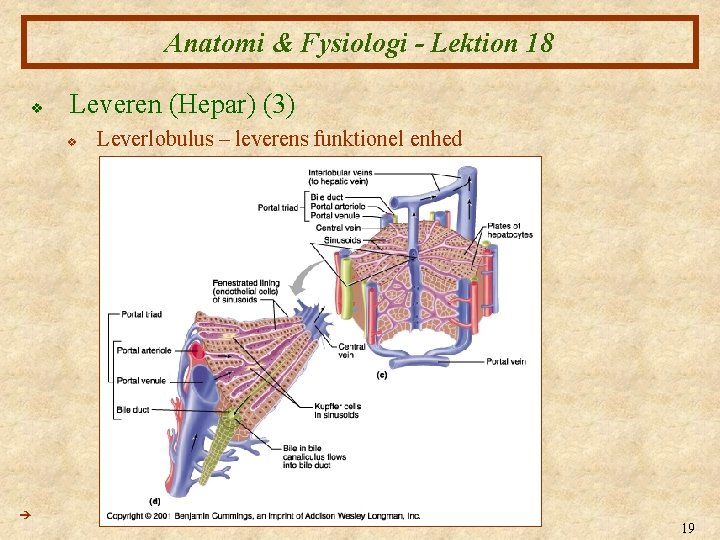 Anatomi Fysiologi XVIII Fordjelsen III 1 Anatomi Fysiologi