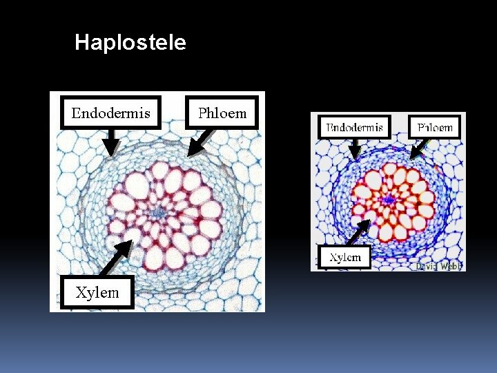 STELE The term stele has been derived from