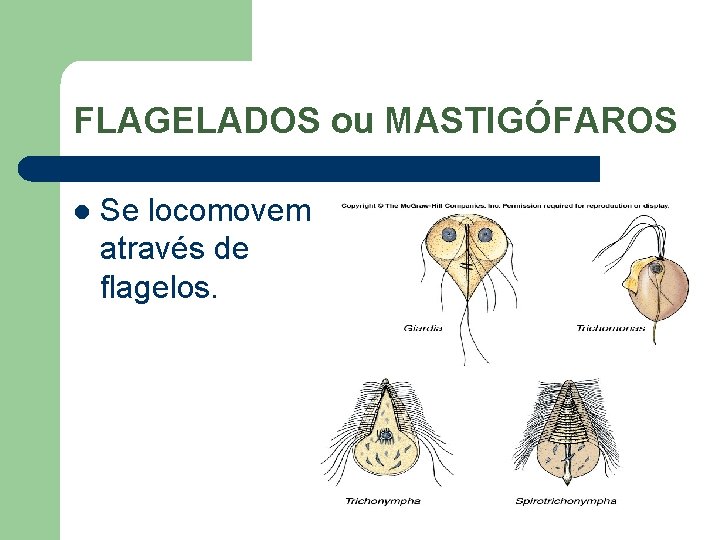 REINO PROTOCTISTA CARACTERSTICAS l Seres eucariontes CARACTERSTICAS ...