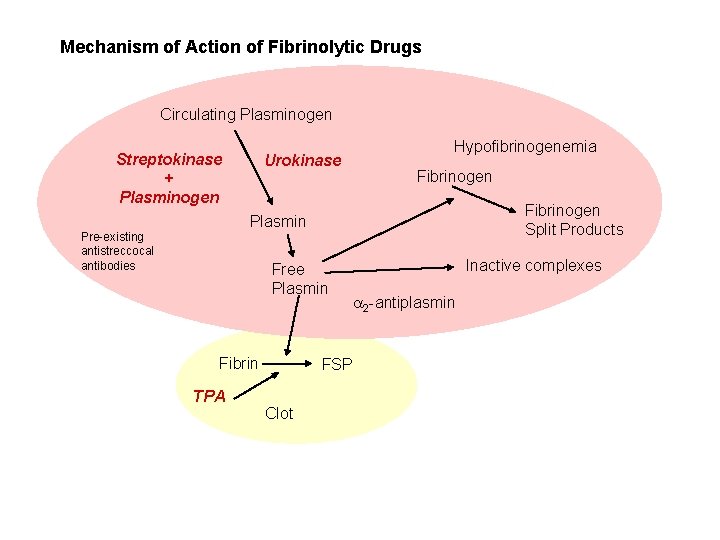 ANTITHROMBOTIC THERAPY R Whorton Mechanisms of Thrombus Formation