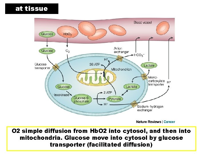 Physiology of Cell Body Fluids Excitable tissue Muscle