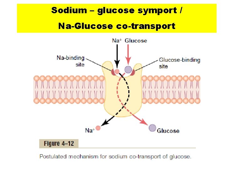 Physiology of Cell Body Fluids Excitable tissue Muscle