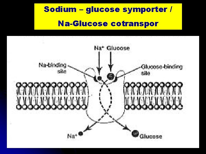 Physiology of Cell Body Fluids Excitable tissue Muscle