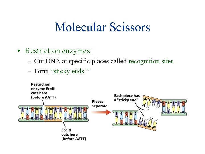 Biotechnology How Do We Use What We Know