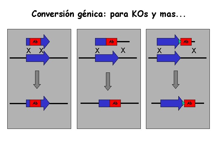 Integracin de DNA en microorganismos herramientas genticas I