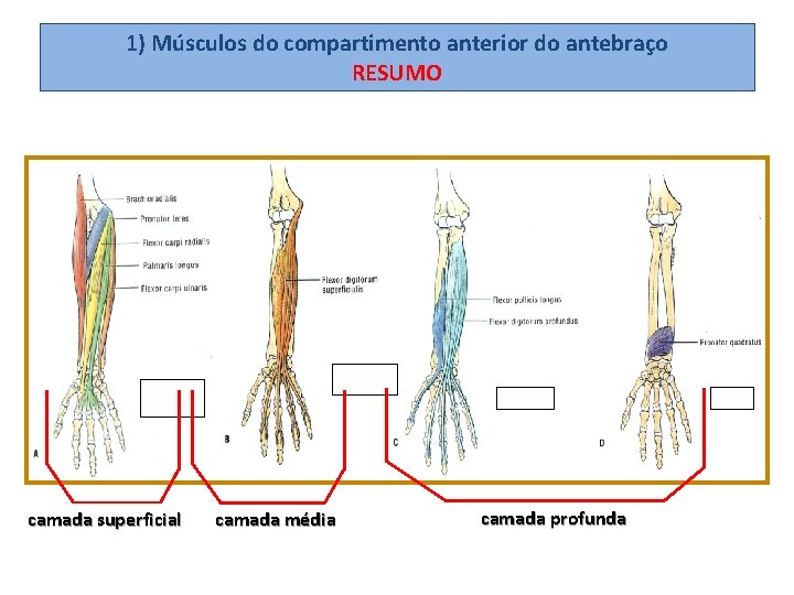 ANATOMIA TOPOGRFICA DOS MEMBROS SUPERIORES AULA 3 Msculos