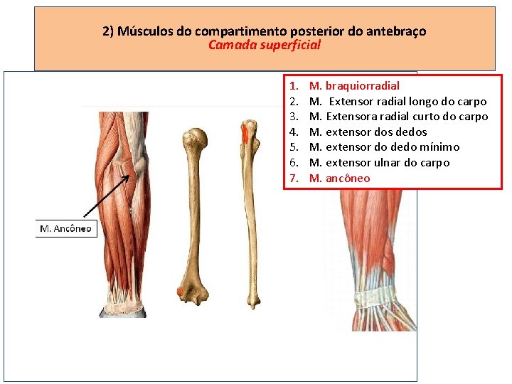 ANATOMIA TOPOGRFICA DOS MEMBROS SUPERIORES AULA 3 Msculos