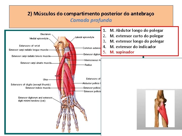 ANATOMIA TOPOGRFICA DOS MEMBROS SUPERIORES AULA 3 Msculos