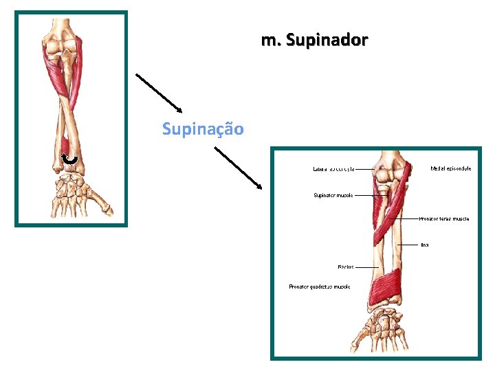 ANATOMIA TOPOGRFICA DOS MEMBROS SUPERIORES AULA 3 Msculos