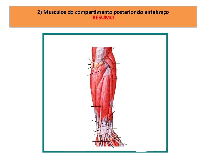 ANATOMIA TOPOGRFICA DOS MEMBROS SUPERIORES AULA 3 Msculos