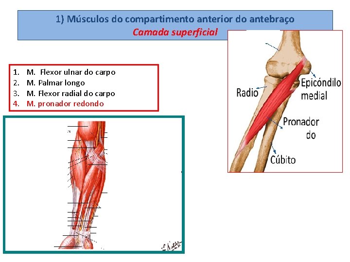 ANATOMIA TOPOGRFICA DOS MEMBROS SUPERIORES AULA 3 Msculos