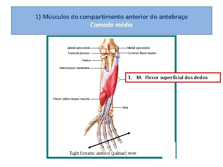 ANATOMIA TOPOGRFICA DOS MEMBROS SUPERIORES AULA 3 Msculos
