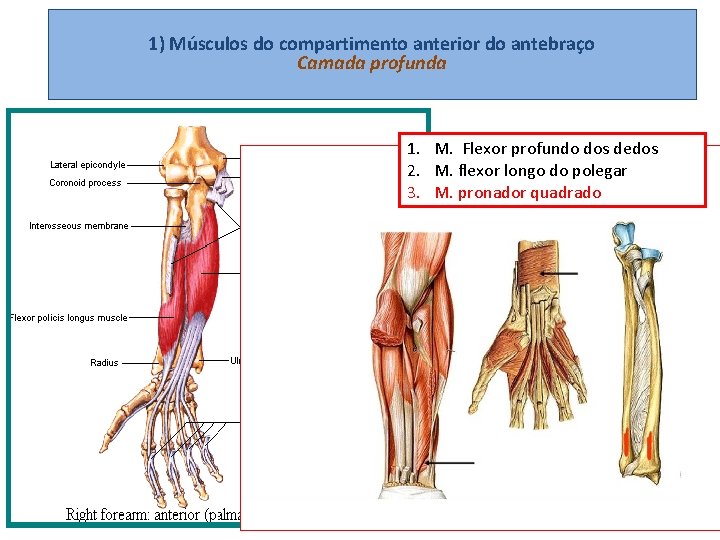 ANATOMIA TOPOGRFICA DOS MEMBROS SUPERIORES AULA 3 Msculos