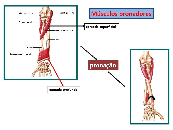 ANATOMIA TOPOGRFICA DOS MEMBROS SUPERIORES AULA 3 Msculos