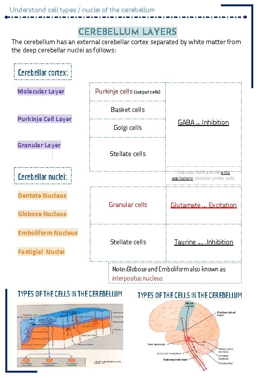 12 th Lecture The Physiology Team Cerebellum Objectives