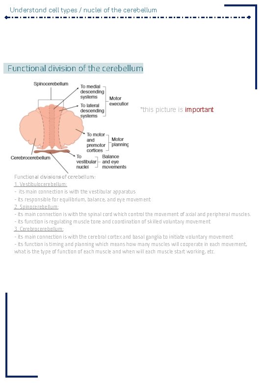 12 th Lecture The Physiology Team Cerebellum Objectives