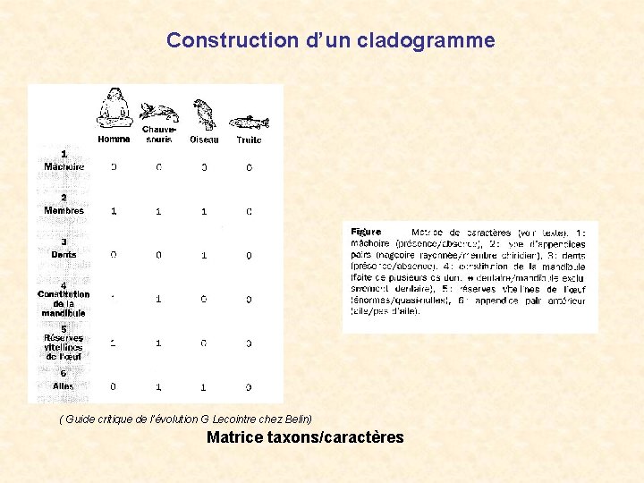 Cladogramme Construction dun cladogramme Guide critique de lvolution