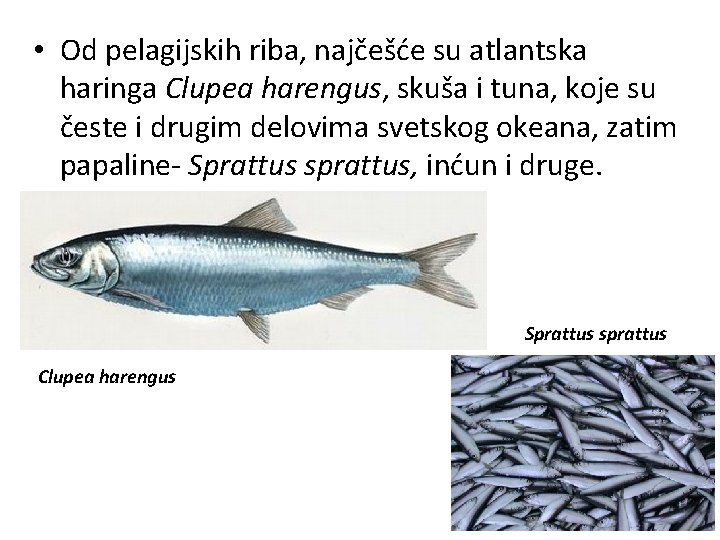 Faunistika podela pelagijala Pelagijal predstavlja otvoreni deo mora