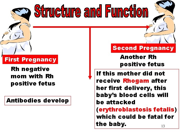 The Blood System Arteries Veins 1 Objectives After