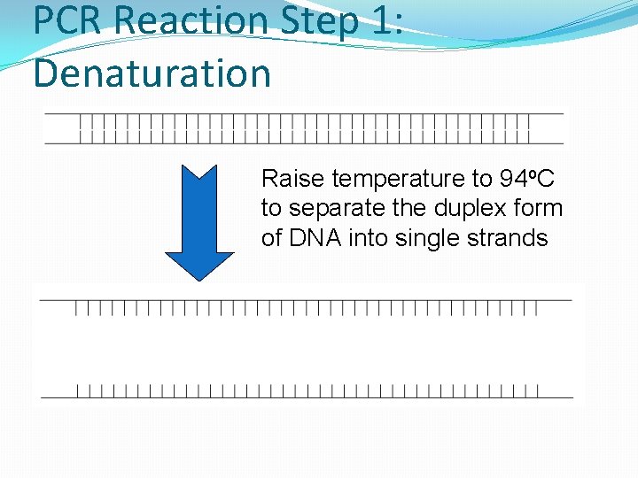 The Genomics Laboratory Key Technologies PCR Gel electrophoresis