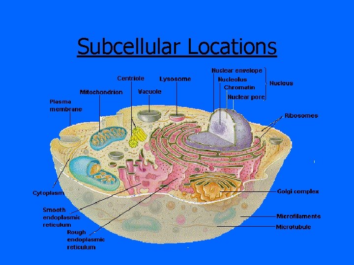 An Introduction to Support Vector Machine Classification Bioinformatics
