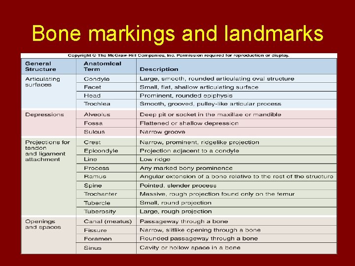 CHAPTER 6 1 Bone connective tissue Objectives 1