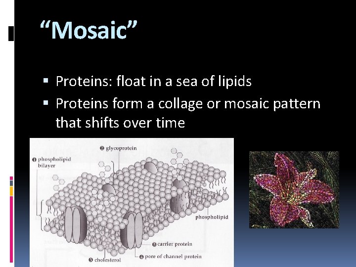 Chapter 7 Membrane Structure and Function Essential Knowledge